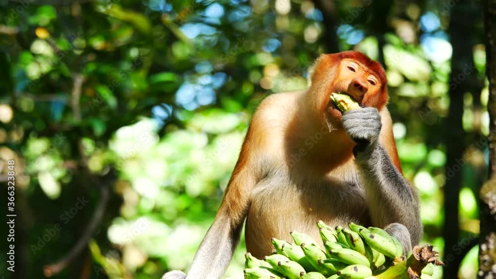 Close up alpha male proboscis monkey ( Nasalis larvatus) eating unripe ...