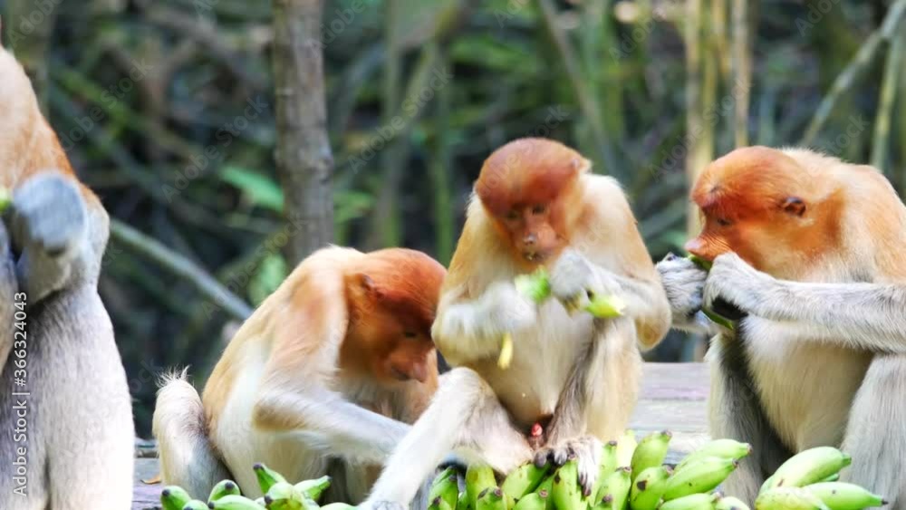 Proboscis monkey (Nasalis larvatus) sitting and eat raw banana in a ...