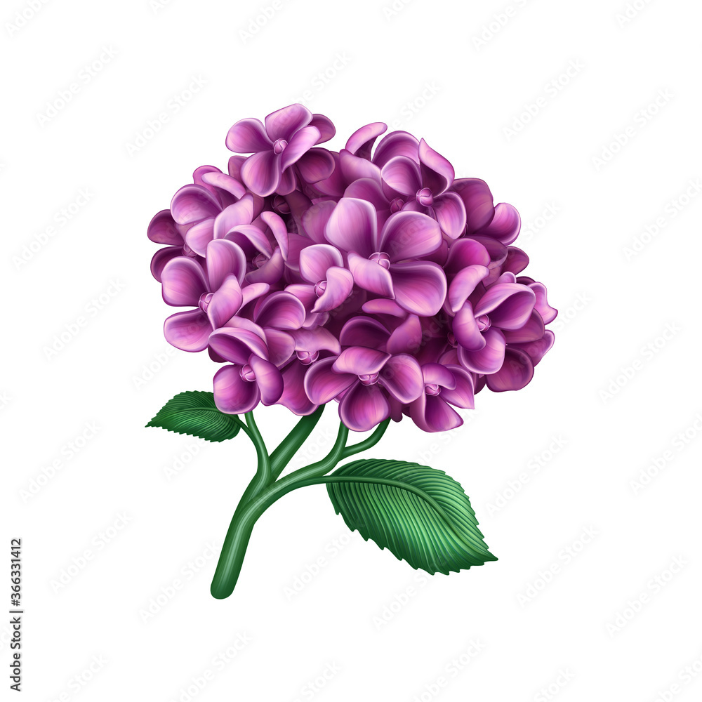 digital botanical illustration of purple pink hydrangea flower with ...