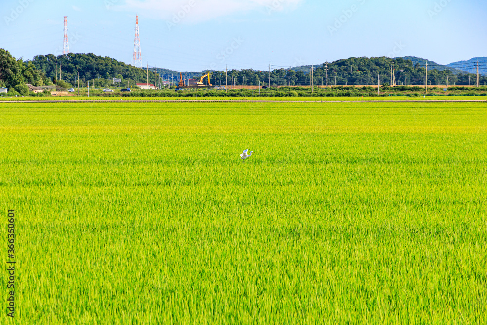 Korean traditional rice farming. Korean rice farming scenery. Korean ...