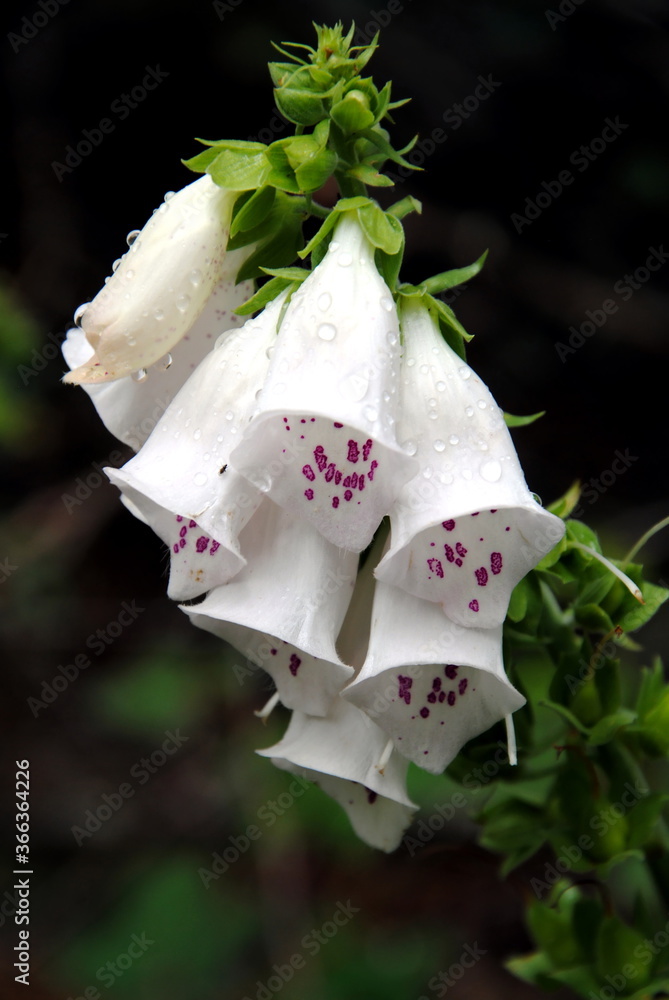 Close up of white flowers, with purple spots on the inside surface of ...