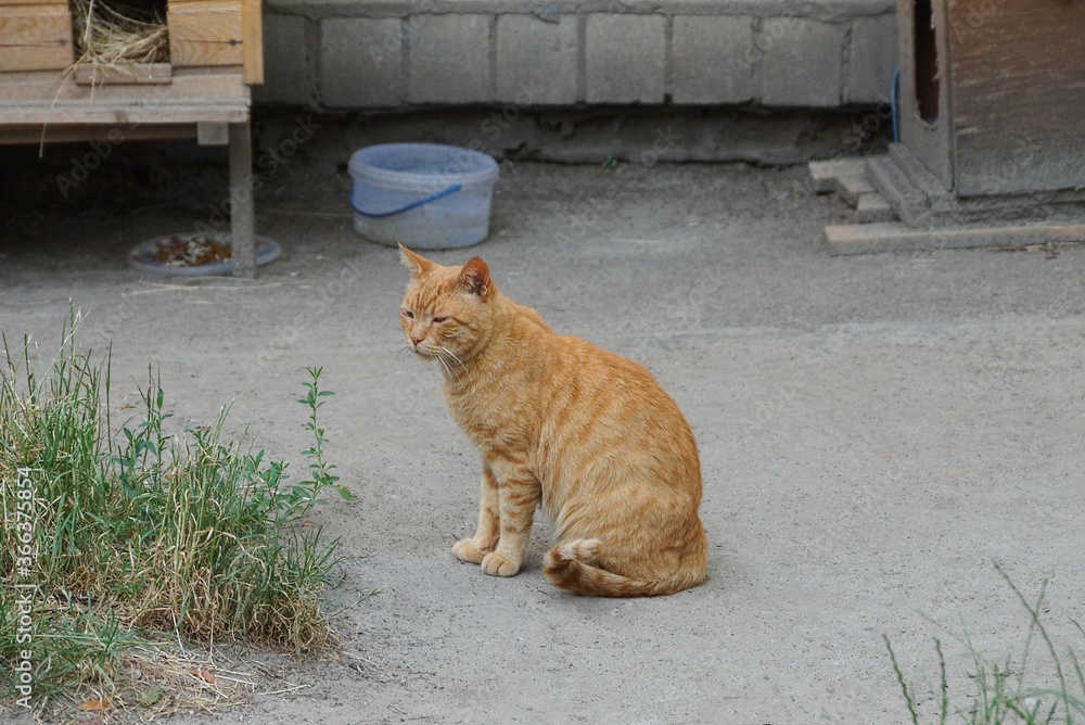 Poster one big ginger cat sits outside on gray sand and green grass ...
