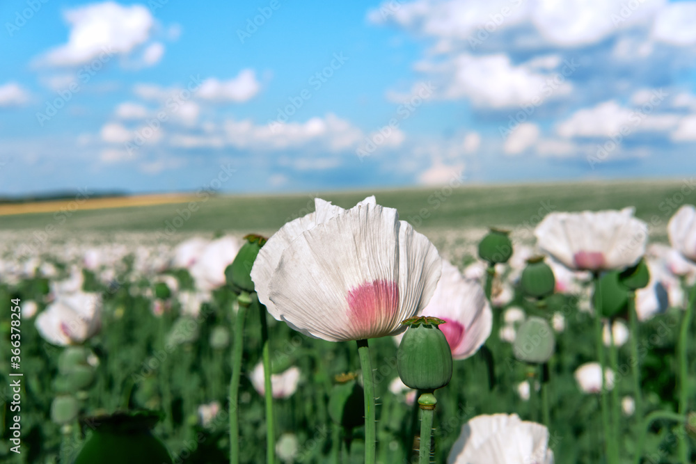 Papaver Somniferum Field