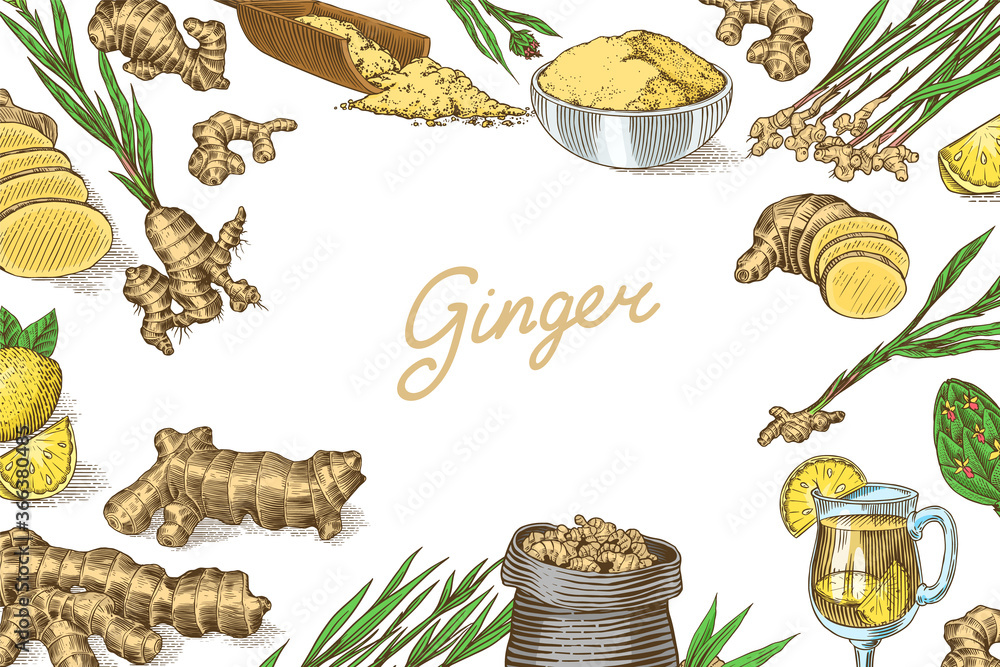 Ginger root Poster or banner. Chopped rhizome, Fresh plant background ...