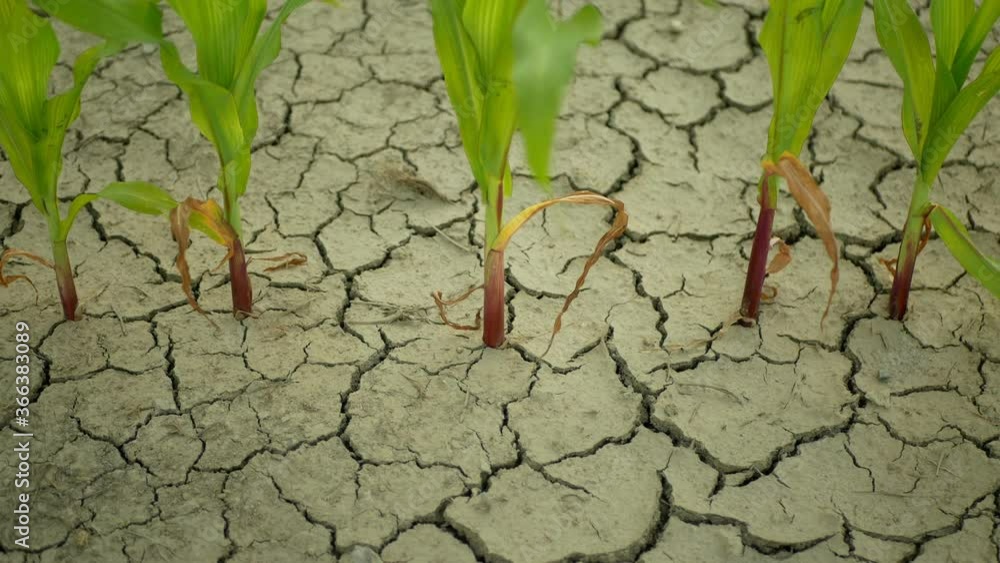 Maize corn drought field land leaves Zea mays, drying up soil, drying ...