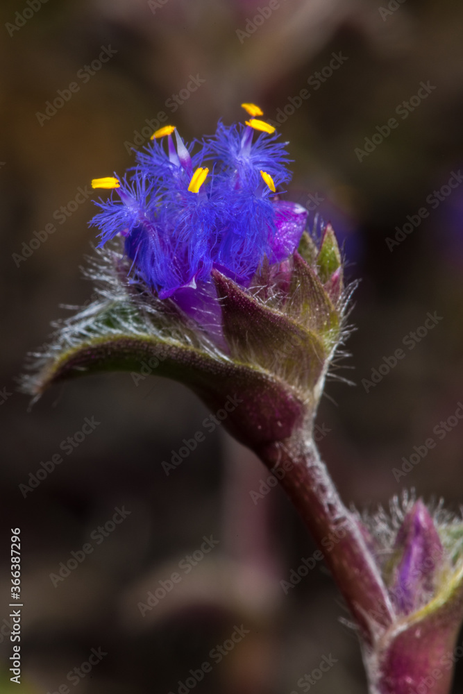 Flower of Furry Kittens or Pussy Ears (Cyanotis somaliensis) Stock-Foto ...