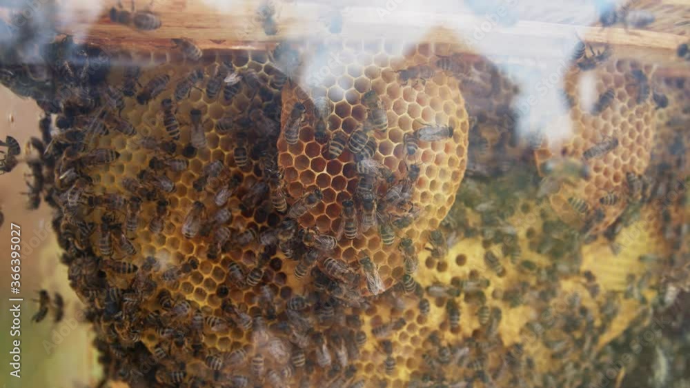 Hardworking swarm of honey bees laying eggs inside the glass beehive ...