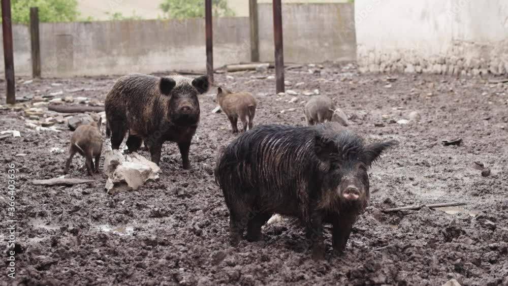 Group of black domestic pigs in the barnyard. Fluffy boar pigs family ...