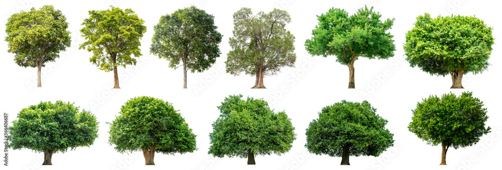 The trees are completely separated from the white background ...