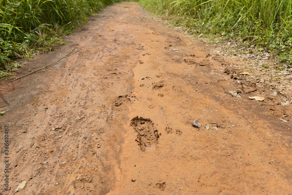 Human Footprint with wildlife foot print on the Natural Road at KhaoYai ...
