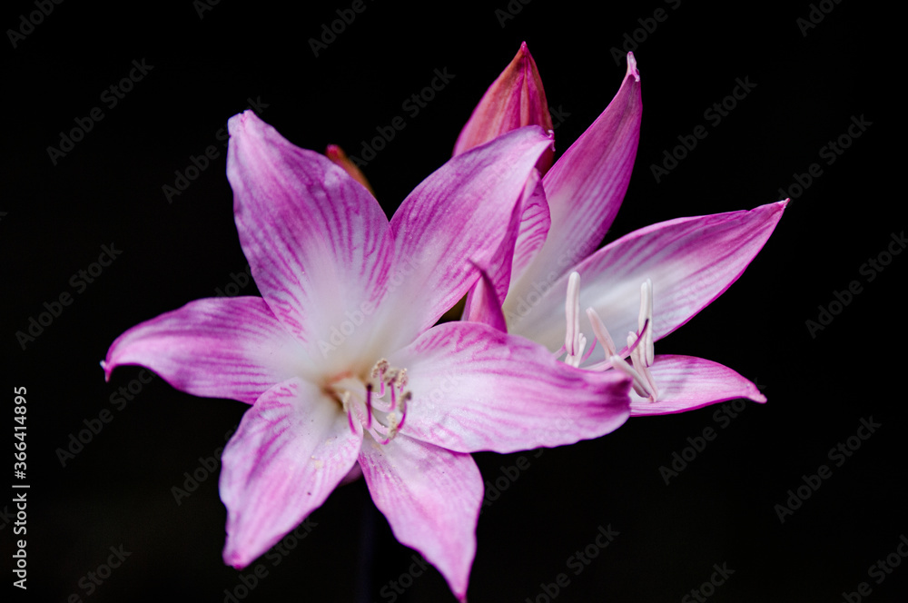 lirio morado fondo negro Stock Photo | Adobe Stock