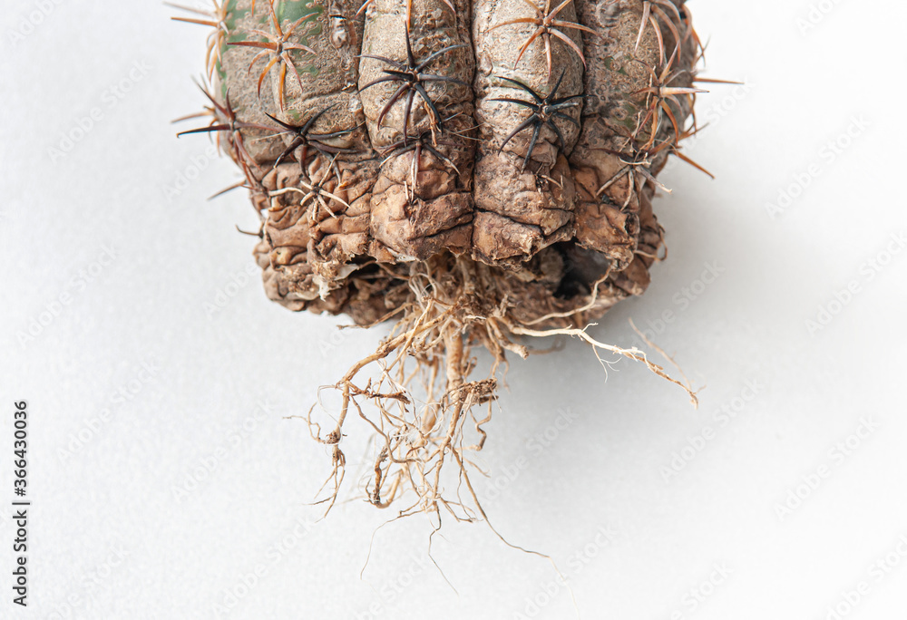 Cactus disease dry root rot caused by fungi, severe damage fungi ...
