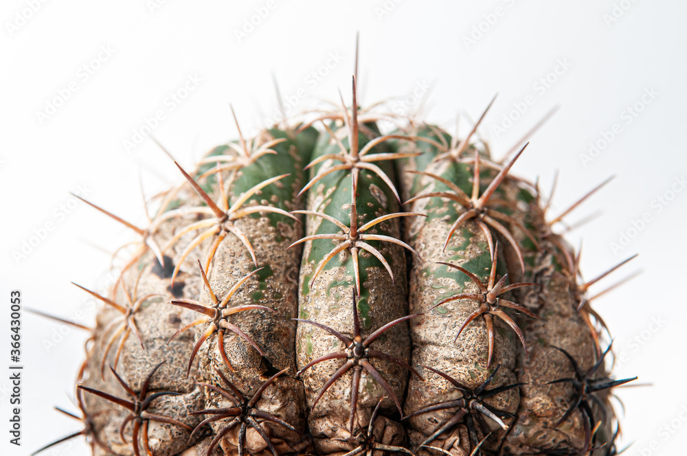 Cactus disease dry root rot caused by fungi, severe damage fungi ...