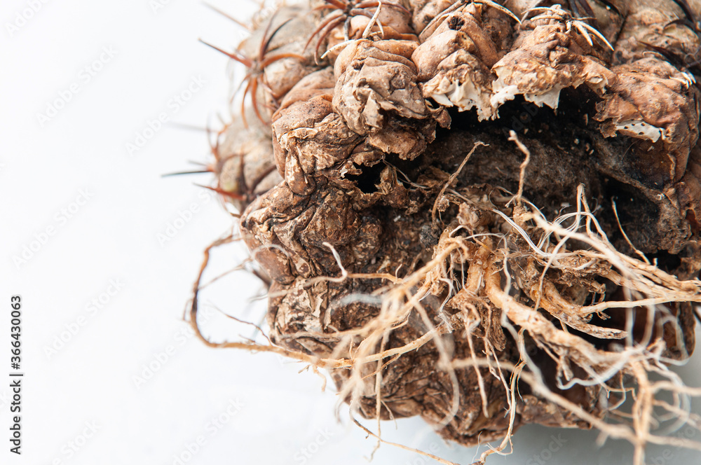 Cactus disease dry root rot caused by fungi, severe damage fungi ...