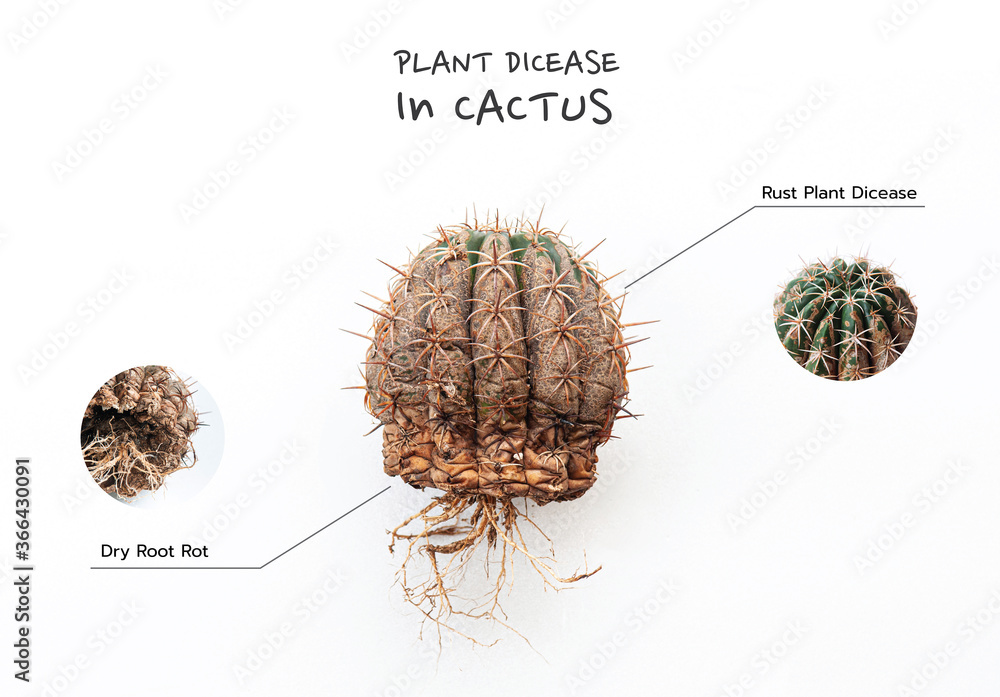 Cactus disease dry root rot and rust plant caused by fungi isolated on ...