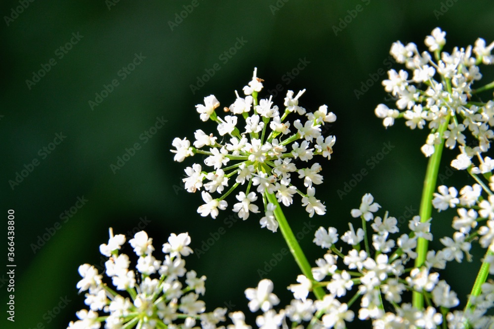 White flower closeup. Angelica (Angelica archangelica or Angelica ...