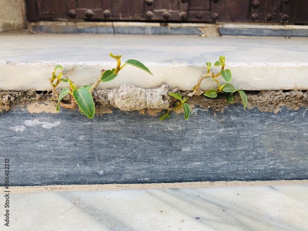 Banyan tree roots grows under the marble floor-THE STRUGGLE TO SURVIVE ...
