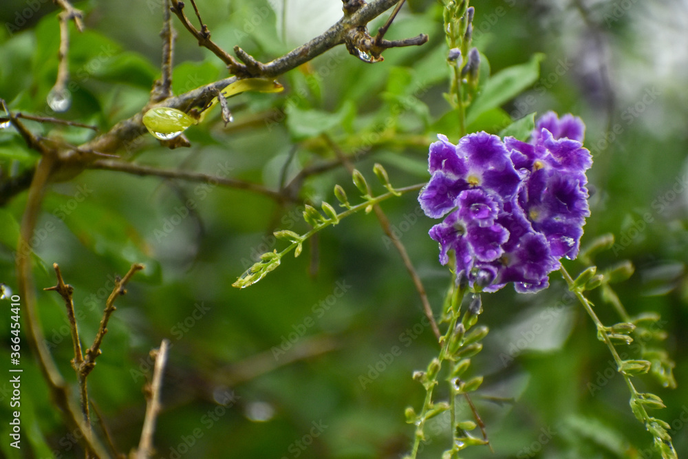 Flor de color violeta, compuesta, con hojas y ramas de fondo Stock ...