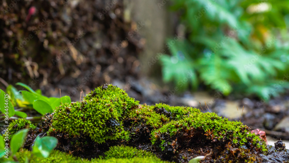 Lush green moss forest in blurry green fern Background, topical forest ...
