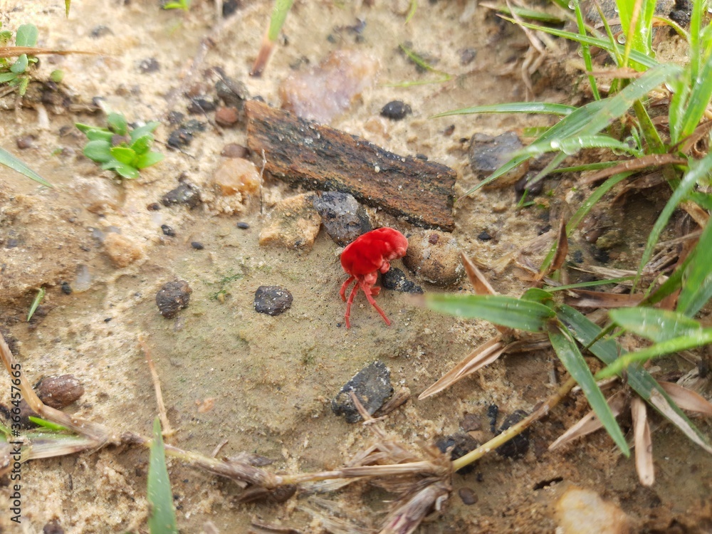 Foto de Trombidiidae Rain bugs come out when monsoon starts. It is also ...
