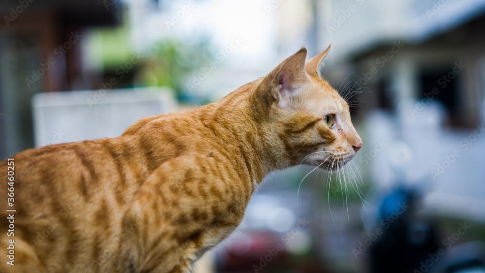Indian billi breed also known as Indian common cat Photos | Adobe Stock
