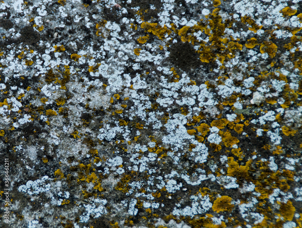 Texture funghi e muffe nel muro di cemento Stock Photo | Adobe Stock