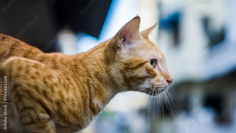 Indian billi breed also known as Indian common cat Stock Photo | Adobe ...
