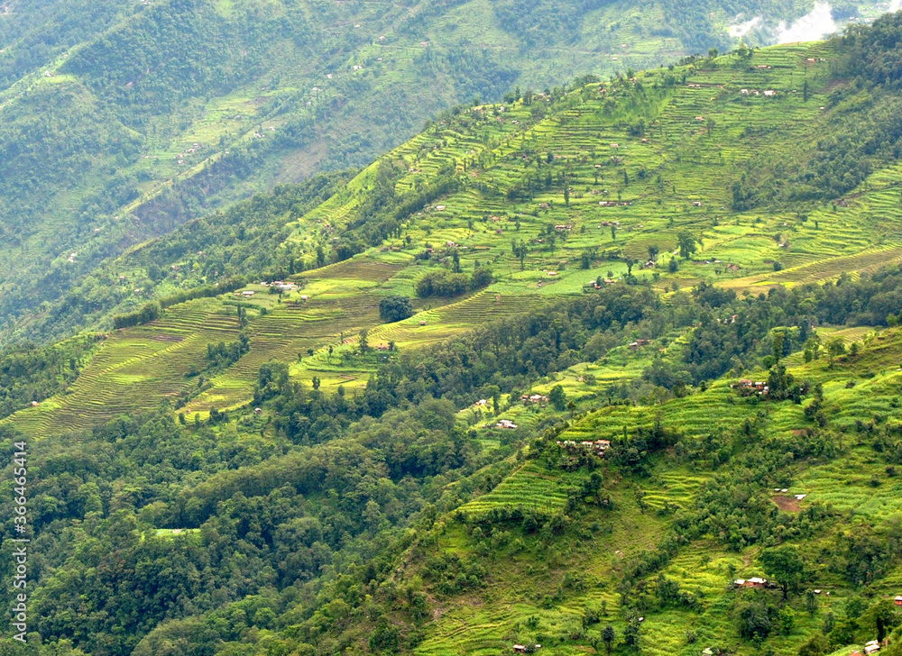 Foto de A panoramic view of verdant green patches of paddy field at ...