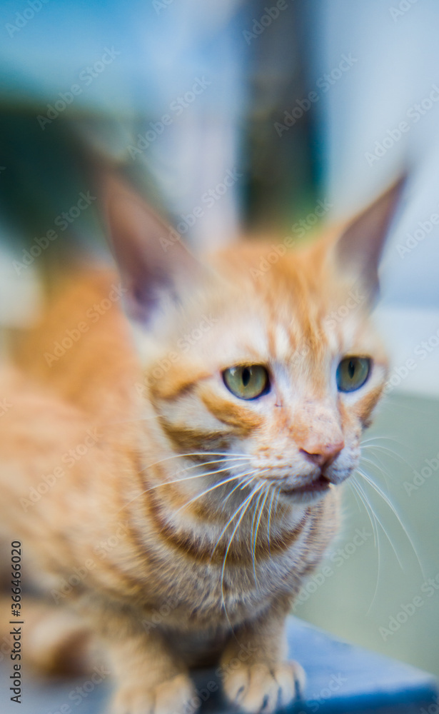 Indian billi breed also known as Indian common cat Stock Photo | Adobe ...