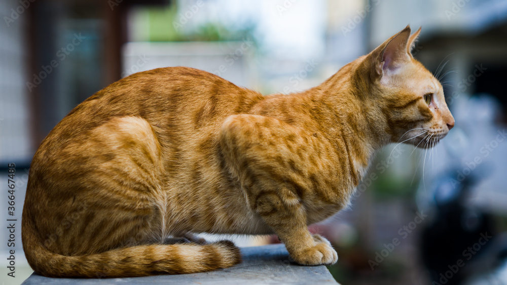 Foto de Indian billi breed also known as Indian common cat do Stock ...