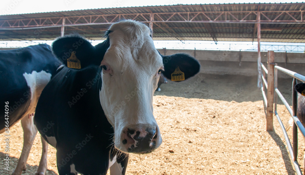 Sacrifice cows in animal farm. lactating cows. sacrificial cattle ...