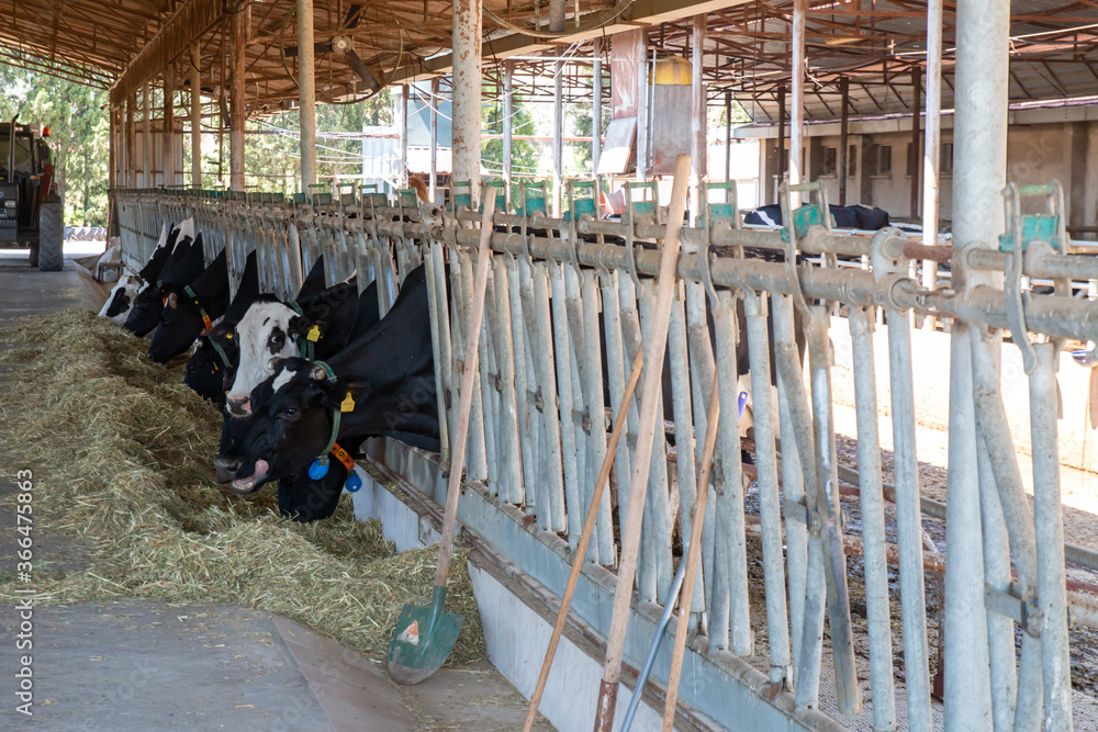 Sacrifice cows in animal farm. lactating cows. sacrificial cattle ...
