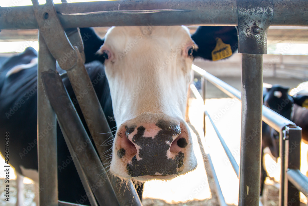 Sacrifice cows in animal farm. lactating cows. sacrificial cattle ...