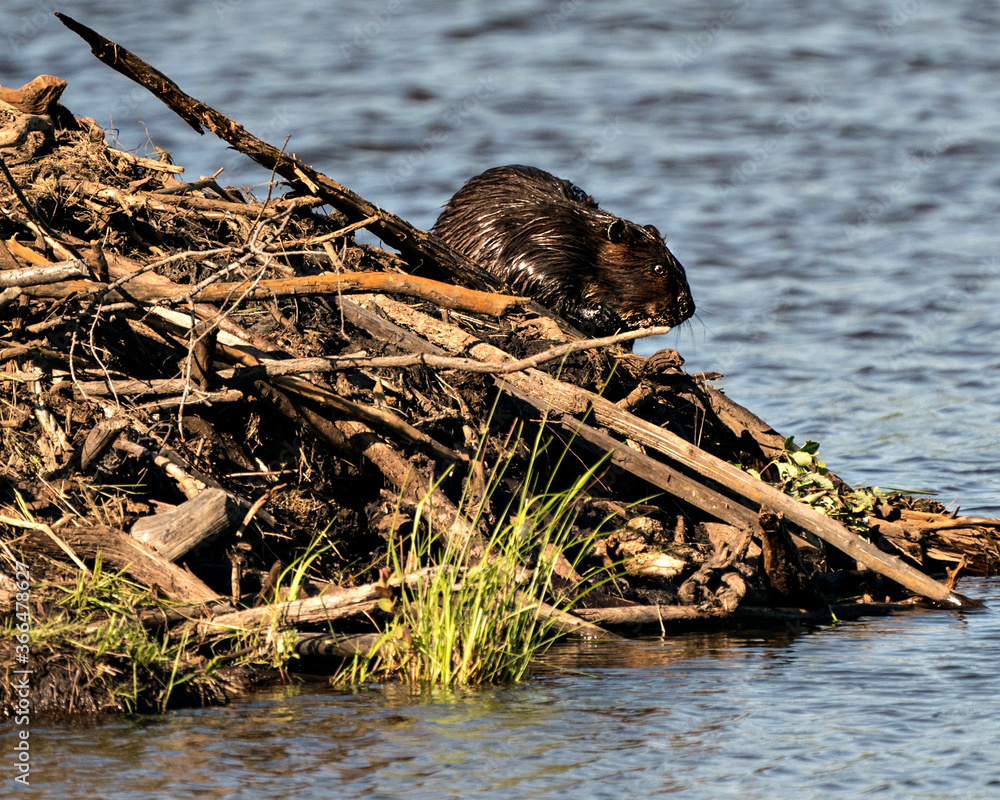 Beaver stock photos. Beaver close-up profile view building a beaver ...