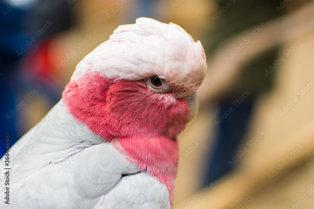 Fotografia do Stock: The galah (Eolophus roseicapilla) also known as ...