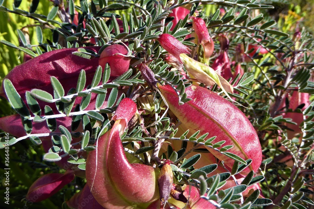 Typical Reddish Pods on a Cancer bush / Sutherlandia frutescens Plant ...