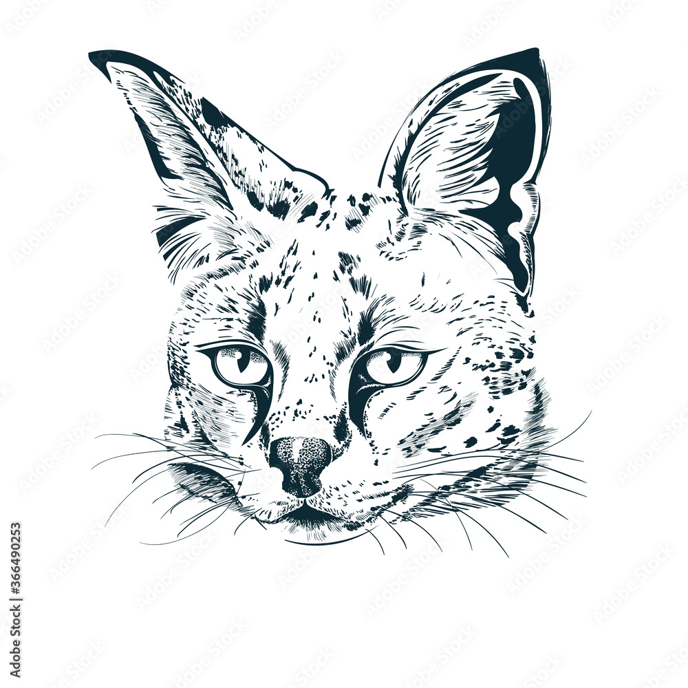 Dessin De Serval