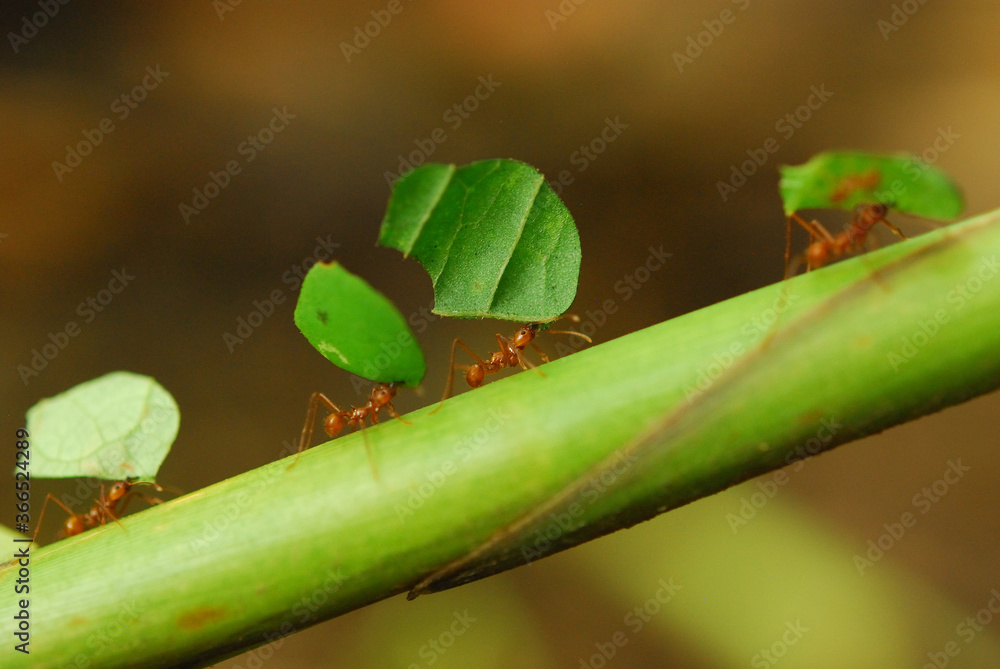 Leaf-cutting ants carrying leaves Stock Photo | Adobe Stock