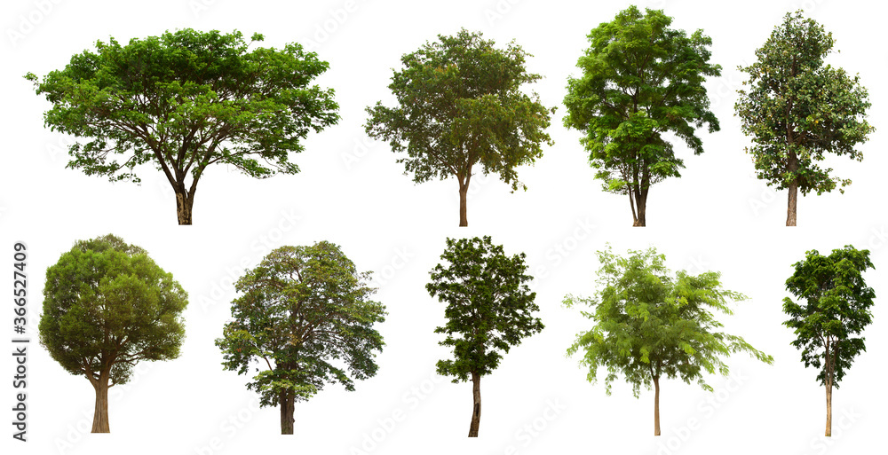 isolated tree green set is located on a white background. Collection of ...