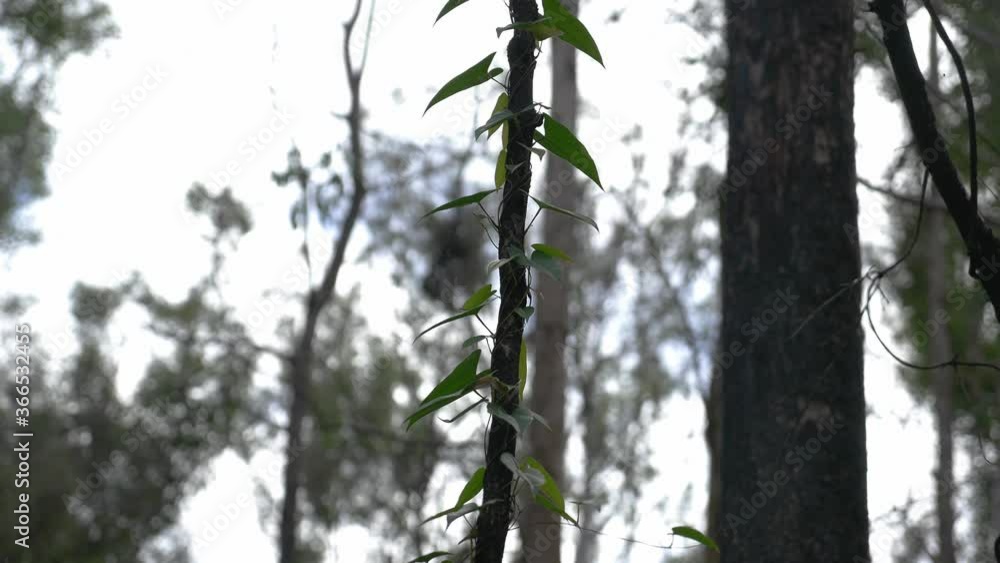 Green Vines Creeping Around The Blackened Tree Trunk - Regrowth Trees ...