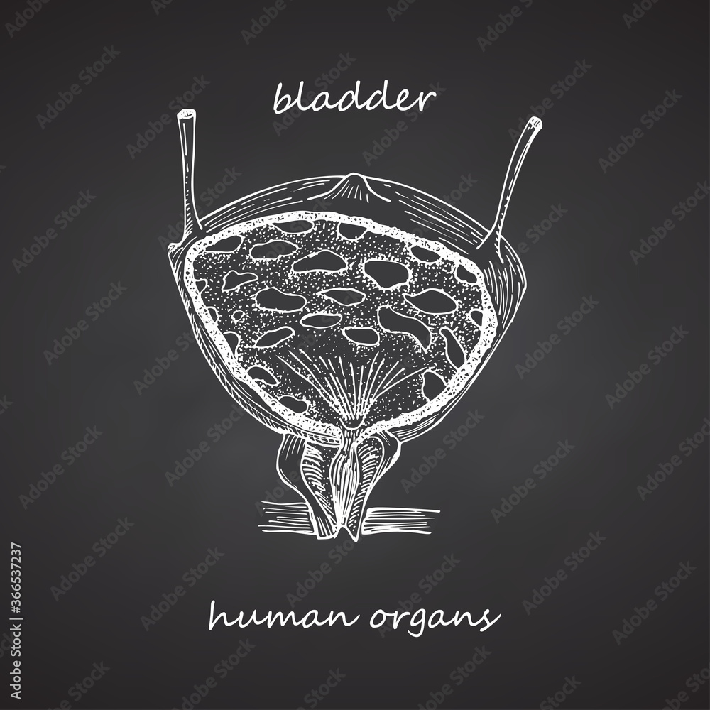 Bladder. Hand-drawn icon isolated on black chalkboard background Human ...
