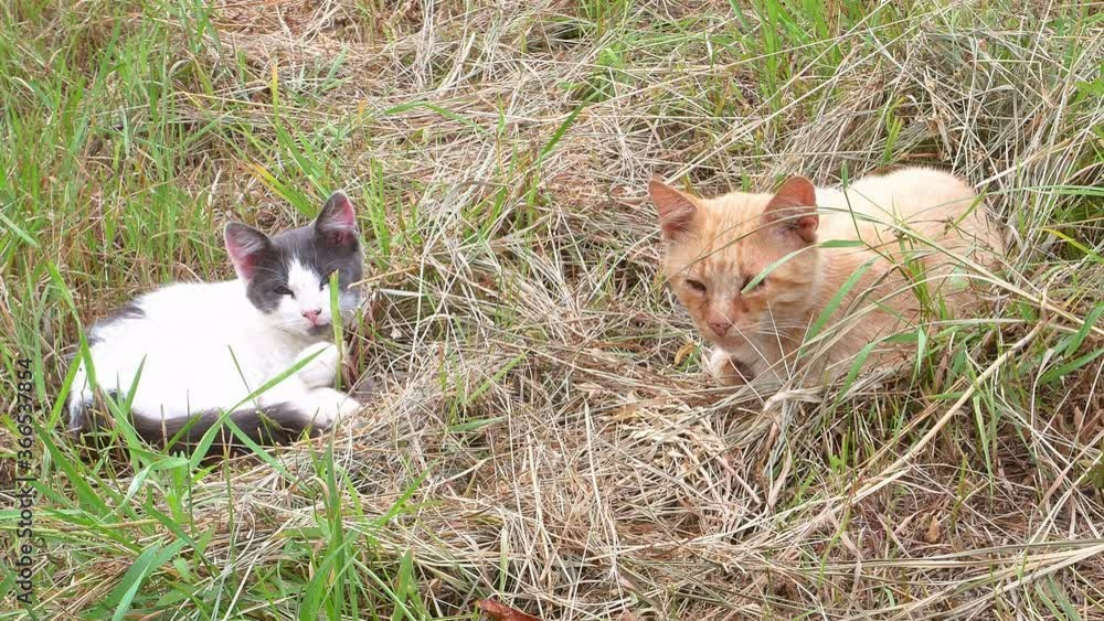 Two cats are resting lying on the grass. Domestic cat. Kitty. A family ...