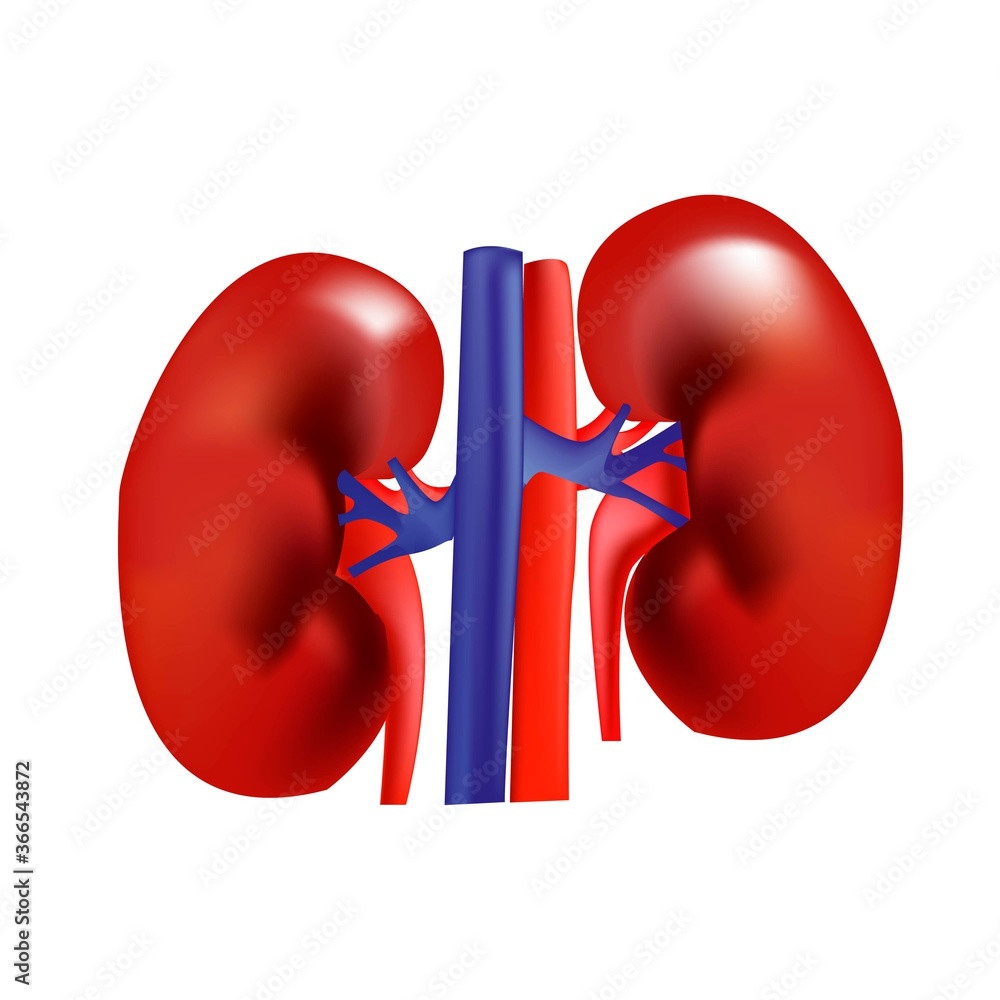 Kidney colorful poster, detailed diagram, cross section and urinary ...