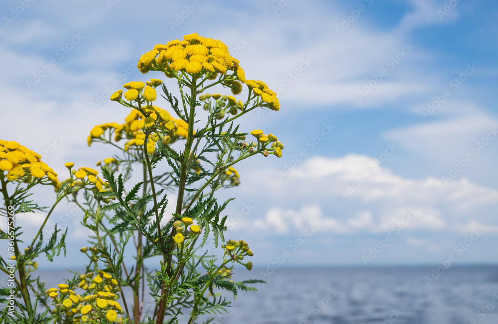 Medicinal plant pijma against the sea and blue sky with white cou ...