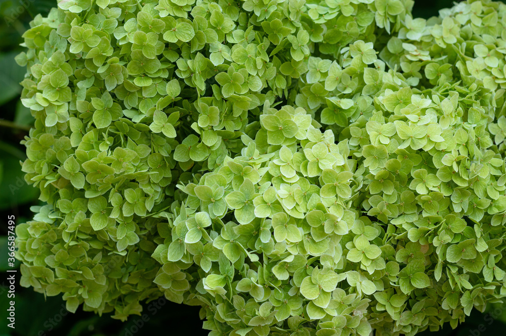 Delicate romatic salad hydrangea, large plan from above..Inflorescence ...