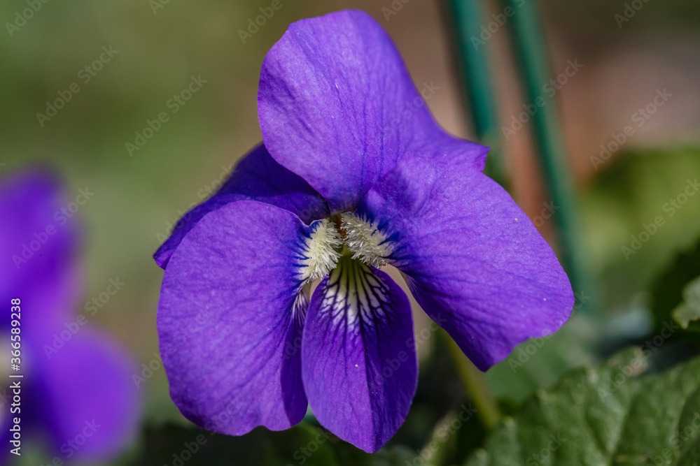 Beautiful spring flower. Top view of Violaceae : Viola sororia - Woolly ...