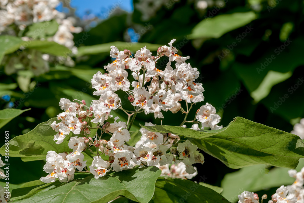 Southern Catalpa (Catalpa bignonioides) in park, Crimea Stock Photo ...