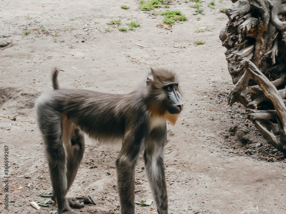 Close up picture of monkeys in the zoo. Monkey looking somewhere in ...