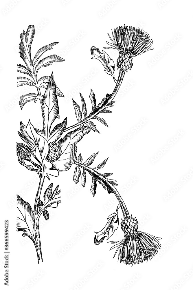 letters from the devil break; graphic black and white drawing of the ...