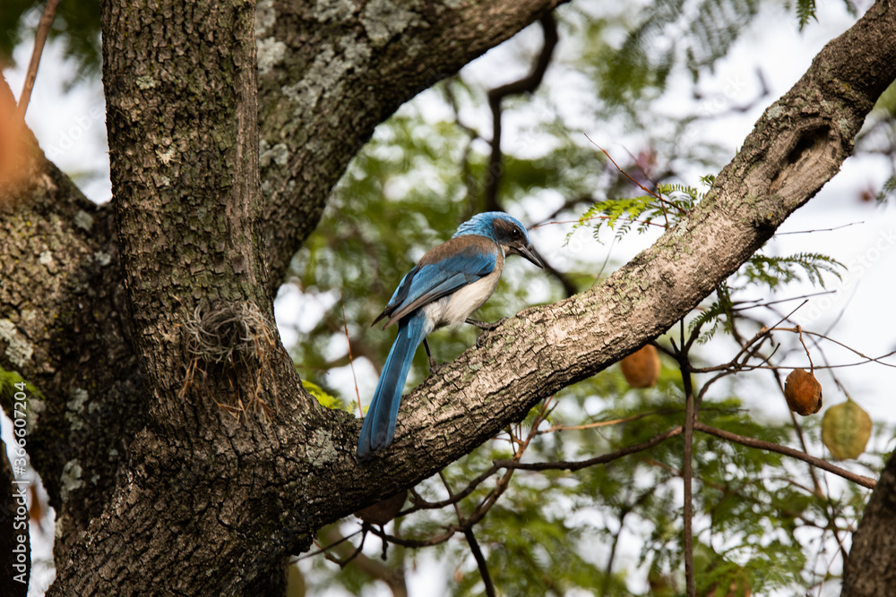 chara azul Stock Photo | Adobe Stock